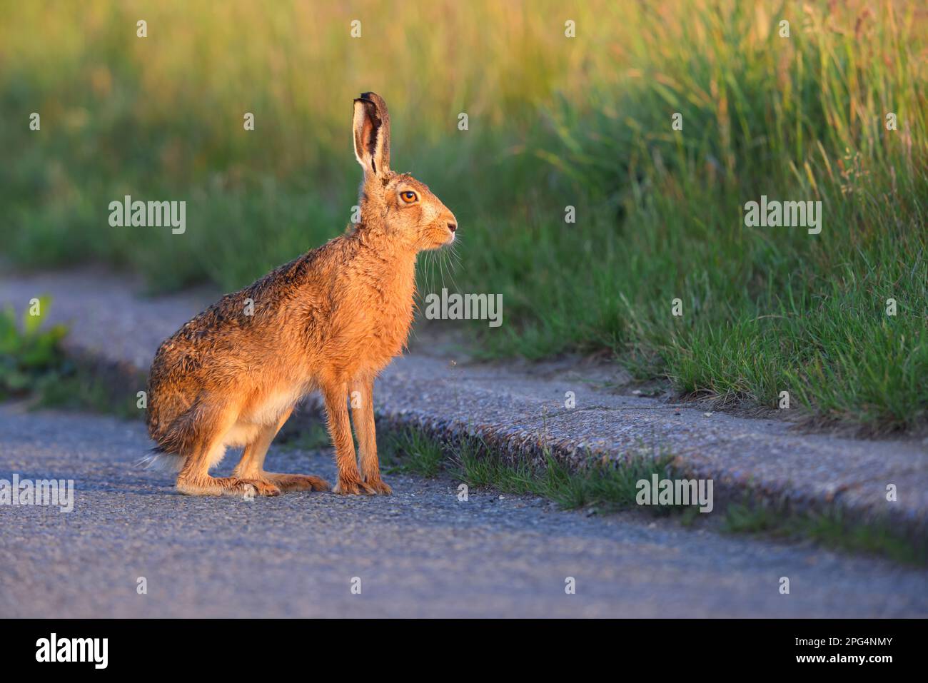 An adult Brown Hare (Lepus europaeus) on a quiet country lane through ...