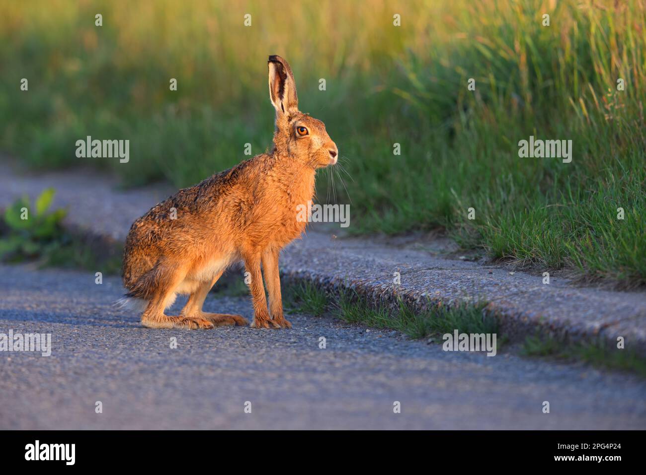 An adult Brown Hare (Lepus europaeus) on a quiet country lane through ...