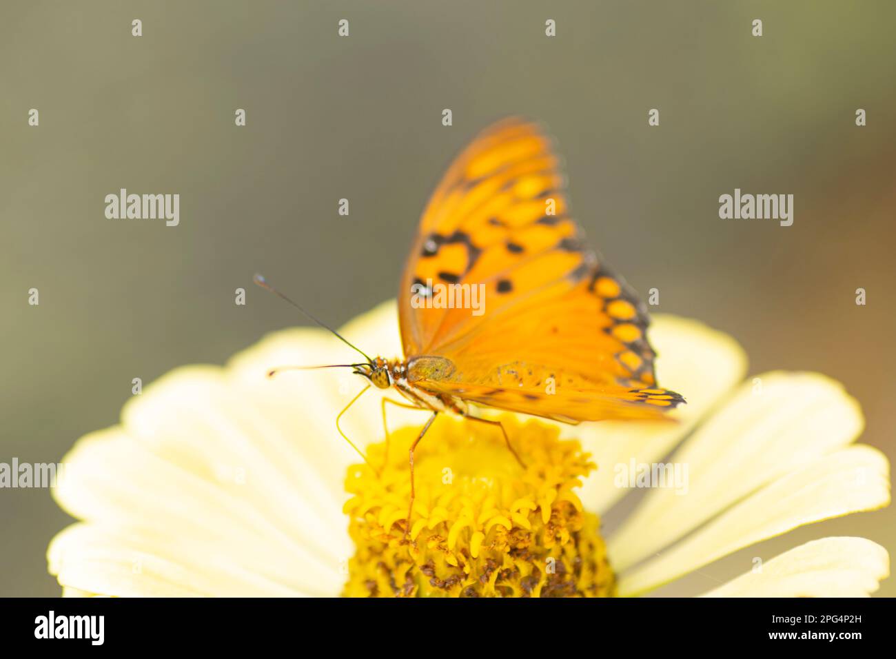 Vanesa carye butterfly hi-res stock photography and images - Alamy