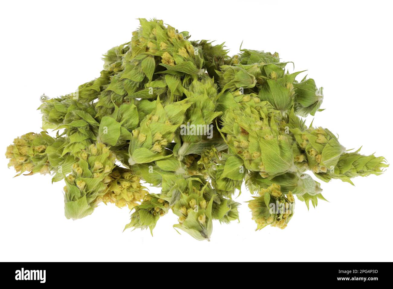 Greek Mountain Tea isolated on white background Stock Photo - Alamy