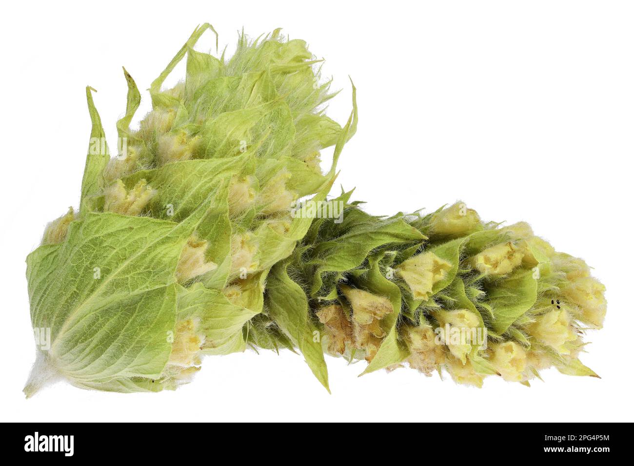 Greek Mountain Tea isolated on white background Stock Photo - Alamy