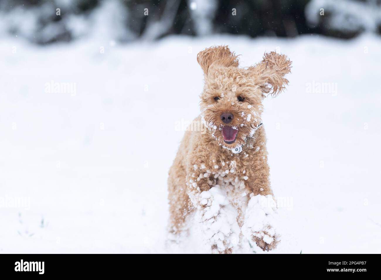 Cockapoo dogs hi-res stock photography and images - Alamy