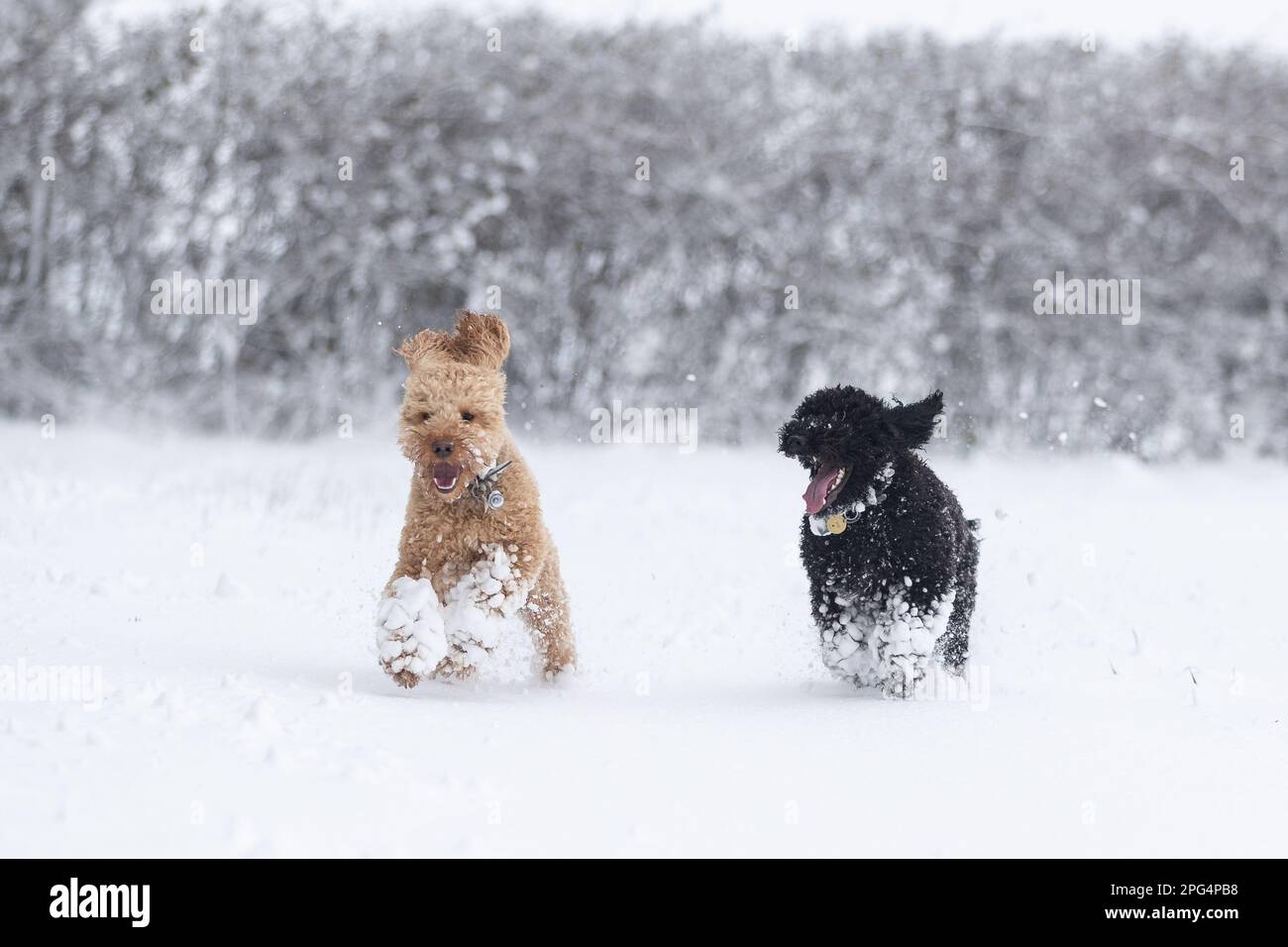 Two dogs playing in snow hi-res stock photography and images - Alamy