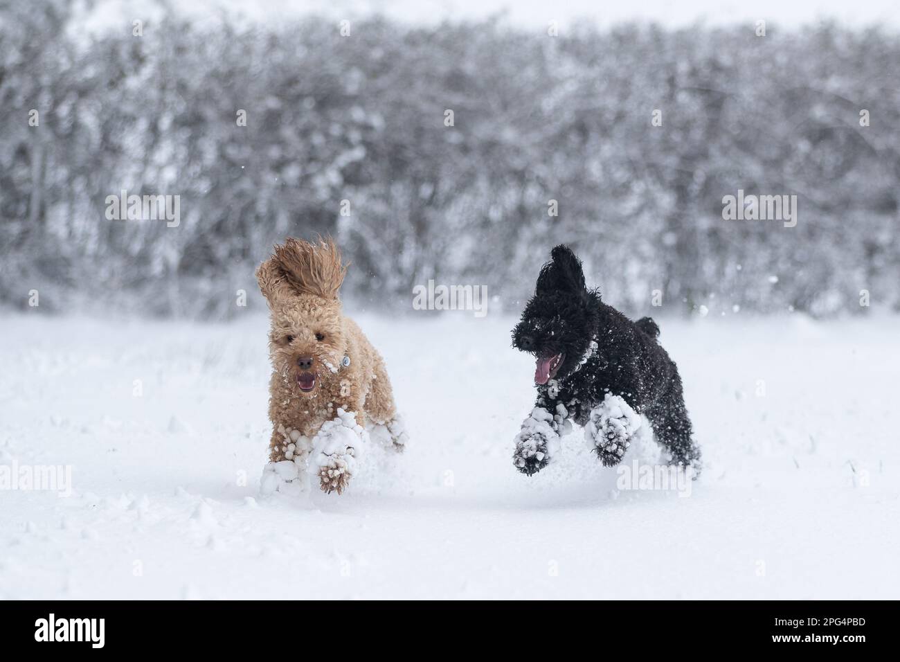 Cockapoo playing in snow hi-res stock photography and images - Alamy