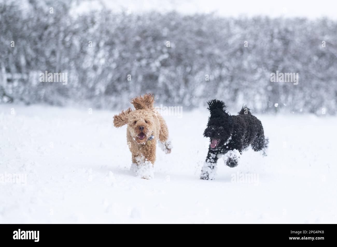 Cockapoo dogs hi-res stock photography and images - Alamy