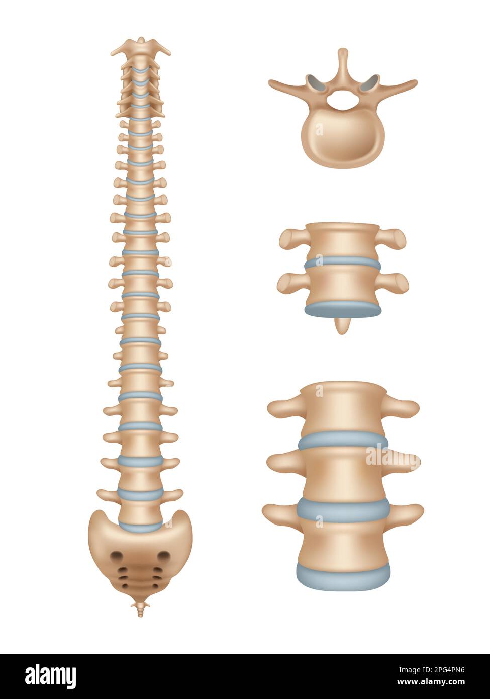 Spine. Realistic medical illustrations of spinal segments vertebra ...