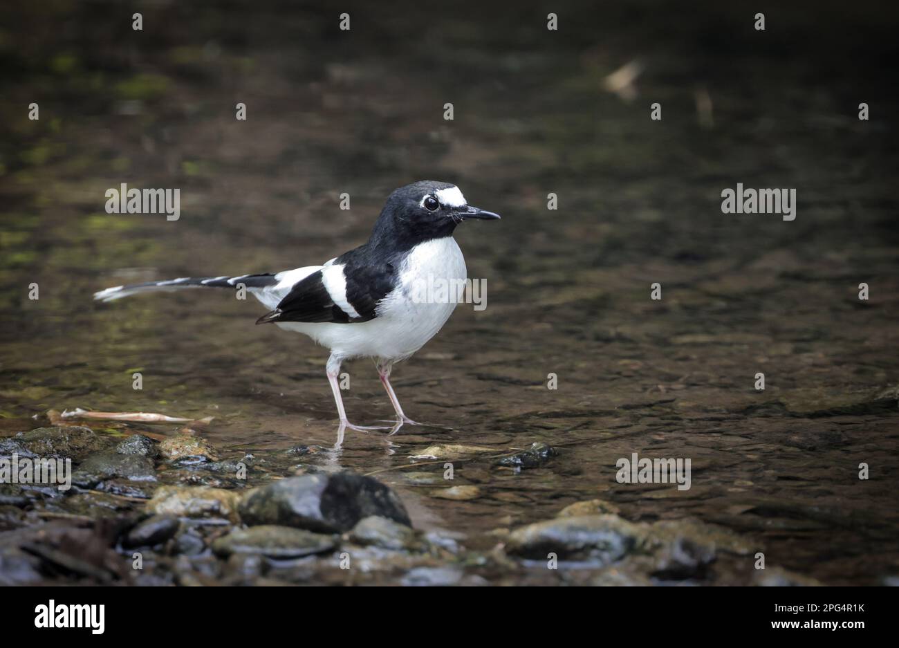 Forktail bird hi-res stock photography and images - Alamy