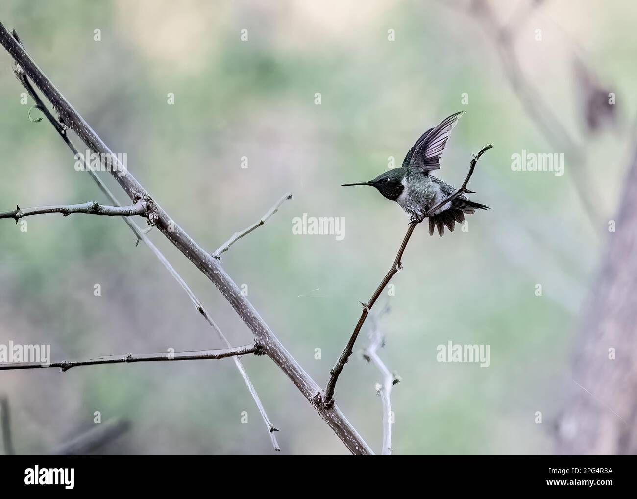 Male ruby-throated hummingbird taking flight off a tree branch on a ...