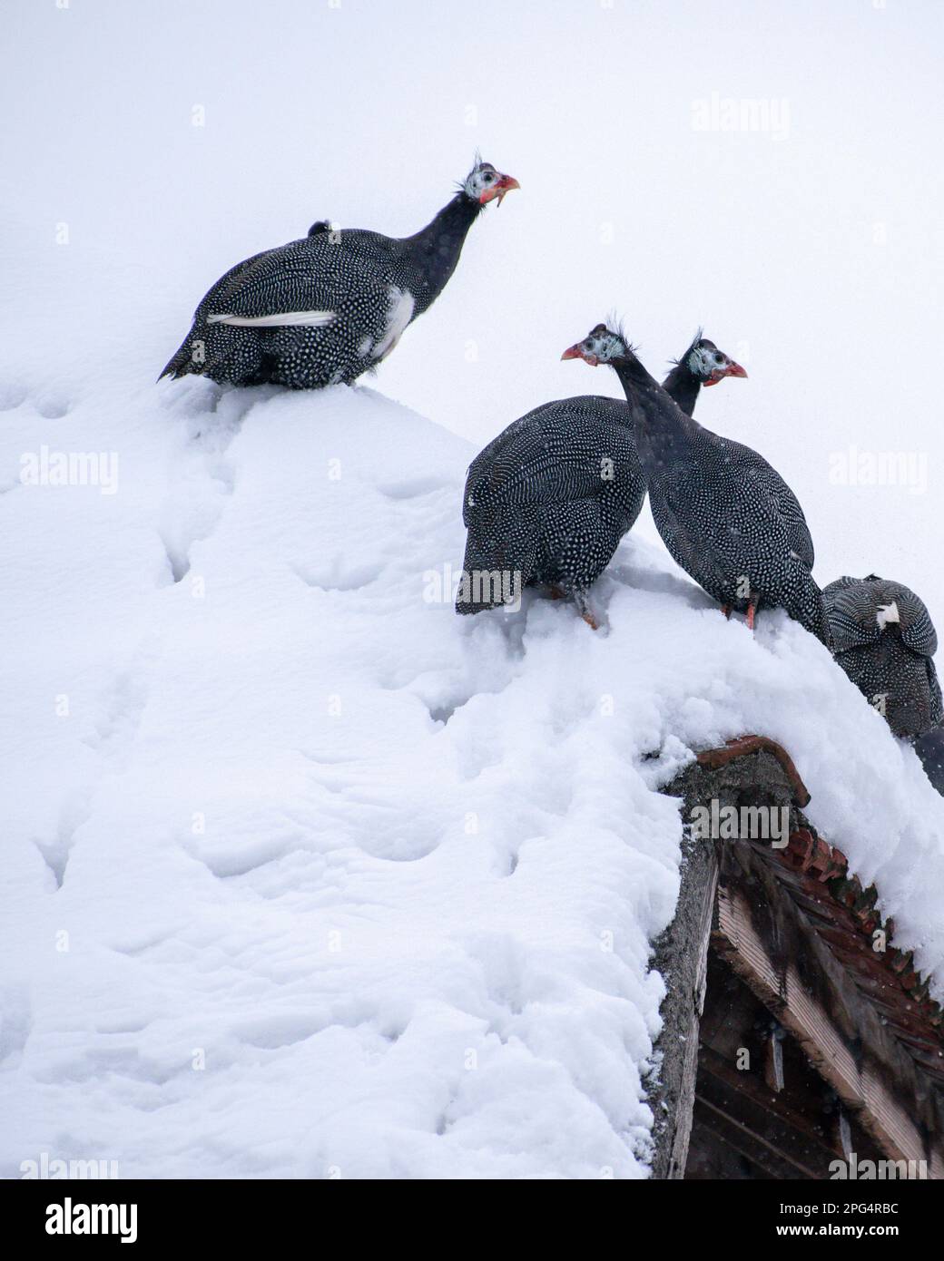 Helmeted guinea fowls sitting on the roof in the snowy winter. Numida ...
