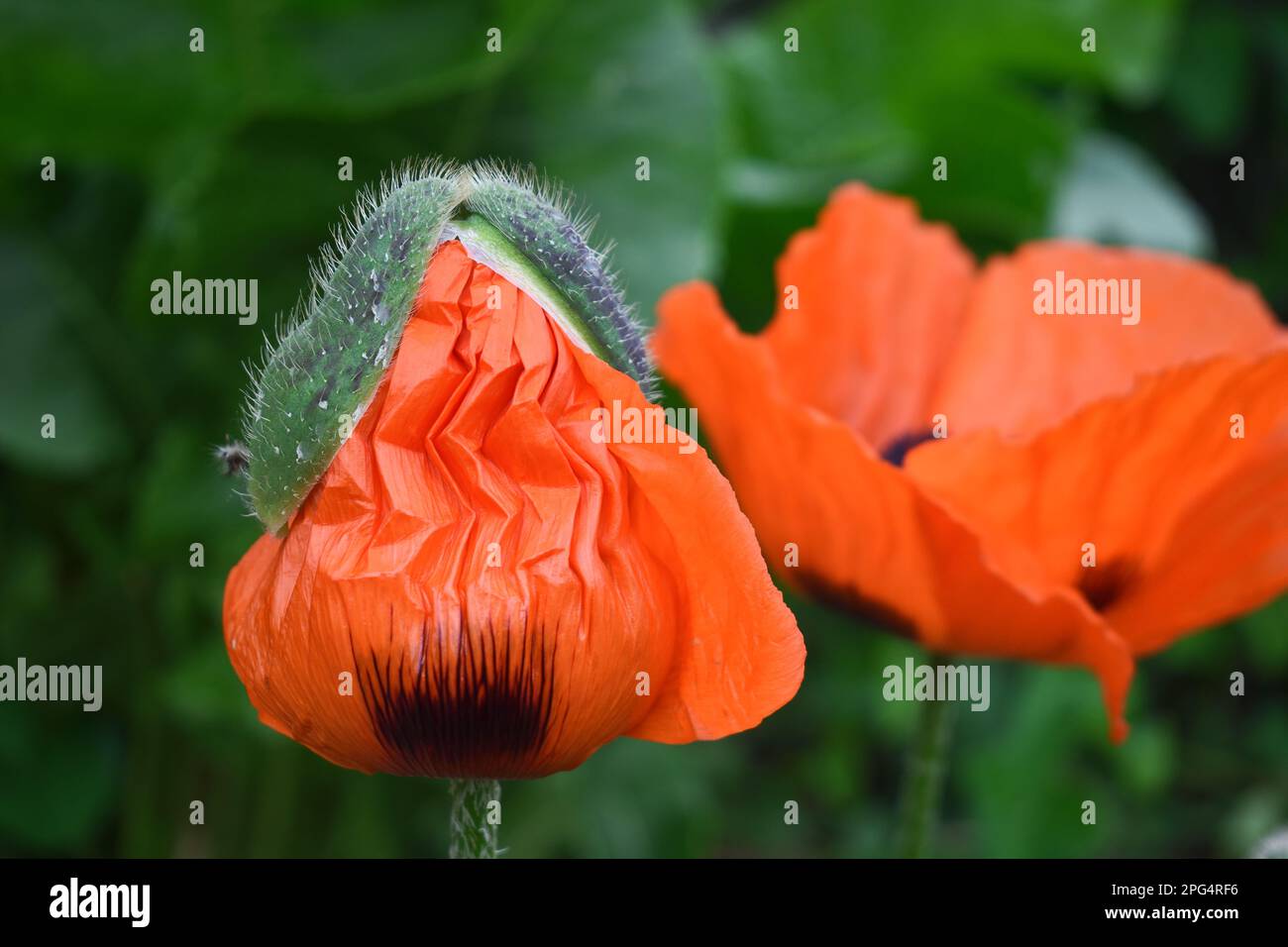 Close up red poppy papaver hi-res stock photography and images - Alamy
