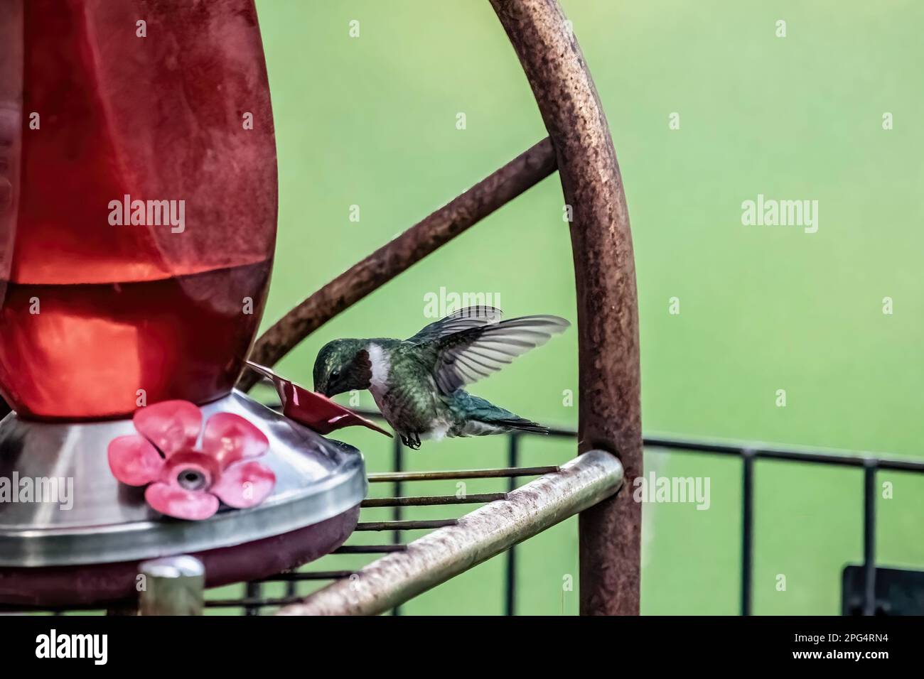 Male ruby-throated hummingbird drinking from a backyard hummingbird ...