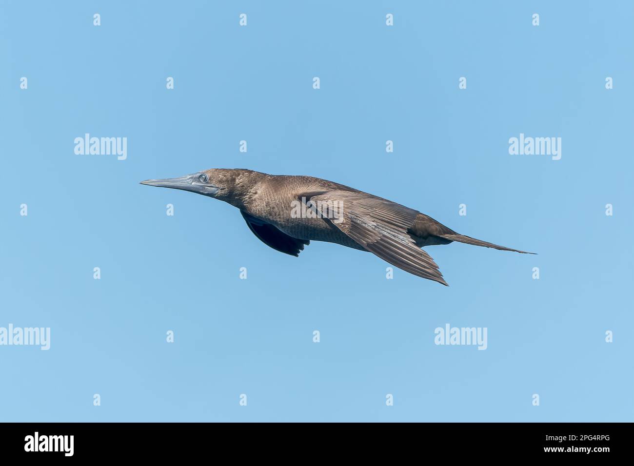 brown booby, Sula leucogaster, single immature bird flying over ocean ...
