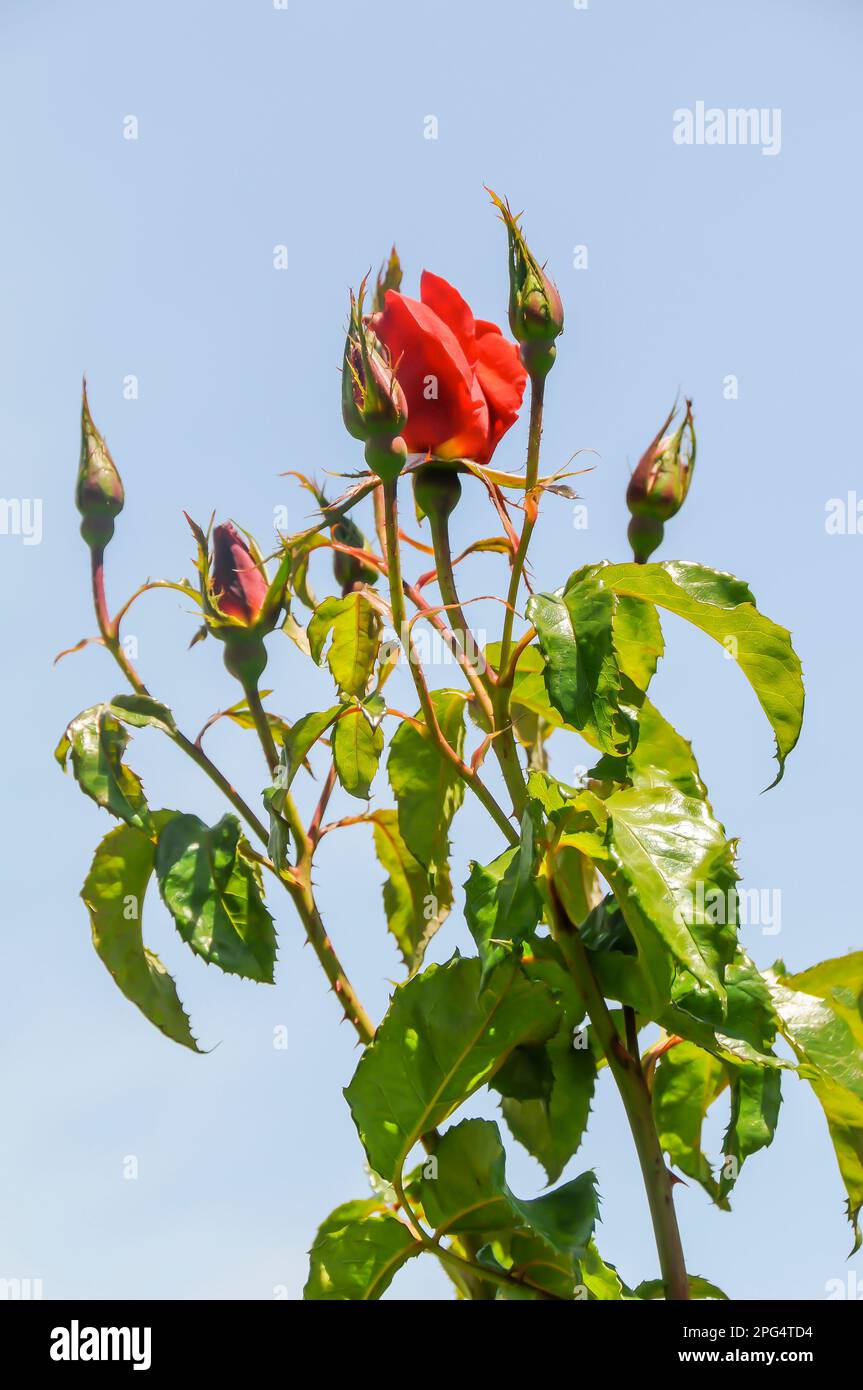 Red Rose Buds Growing in Garden Stock Photo - Alamy
