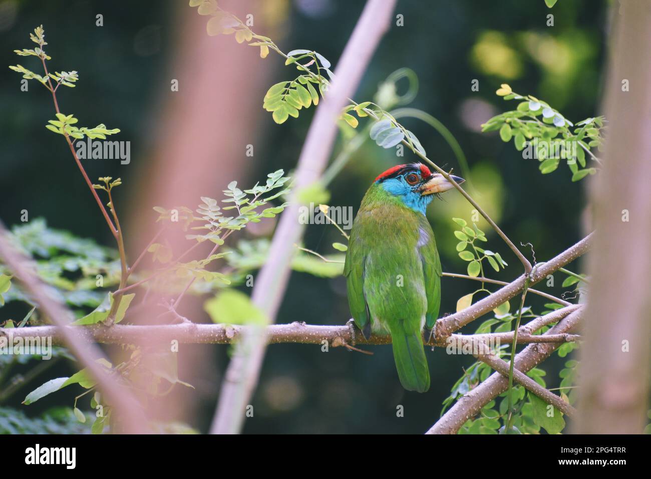 Red bellied barbet hi-res stock photography and images - Alamy