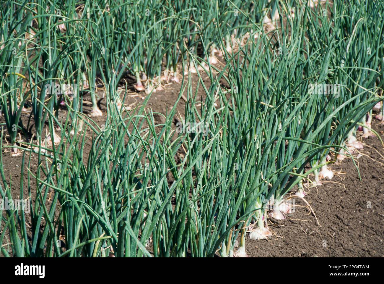 Onions Growing in Field Stock Photo - Alamy
