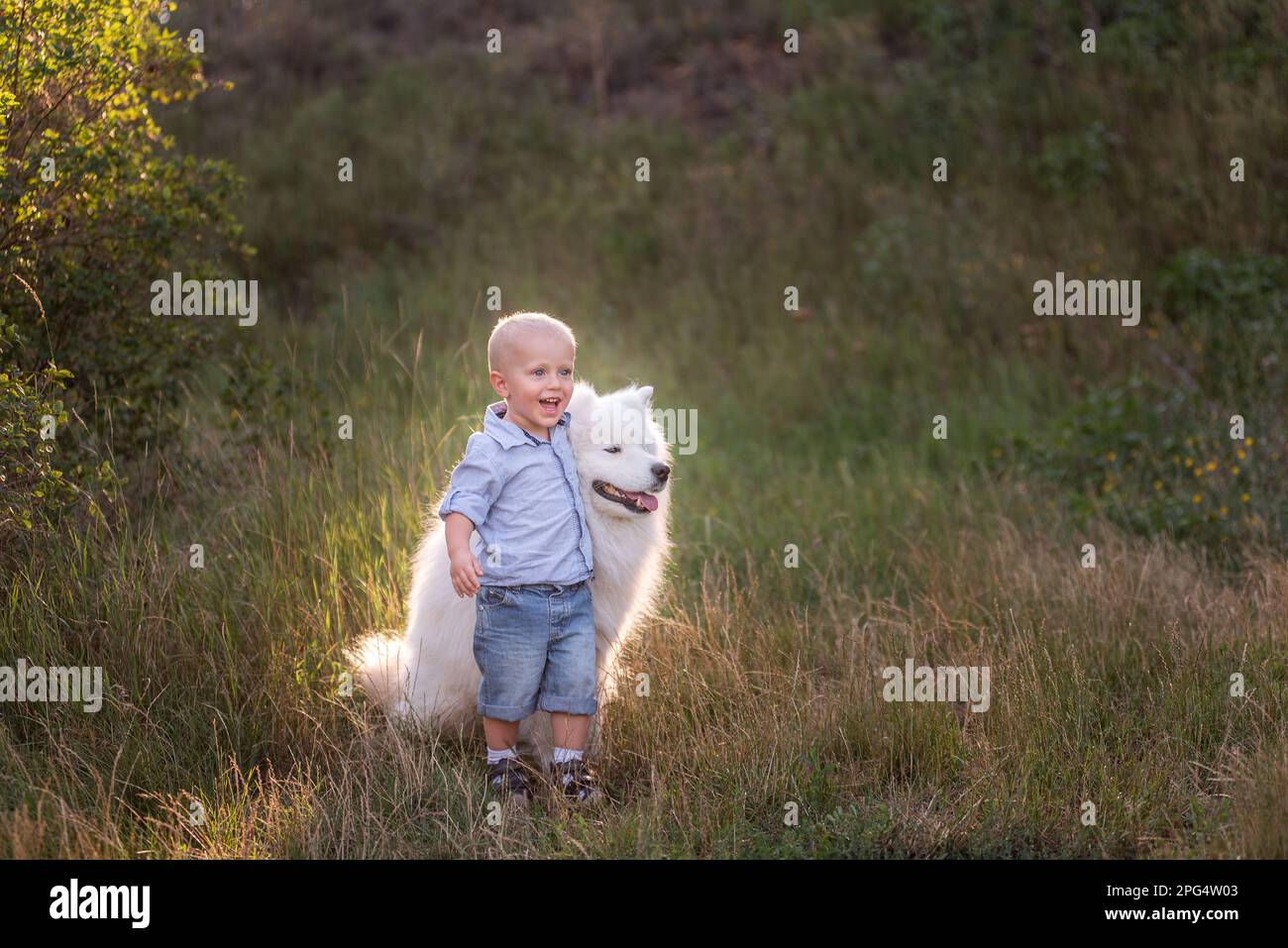 Little boy lovingly embraces white fluffy Samoyed dog. Friendship ...