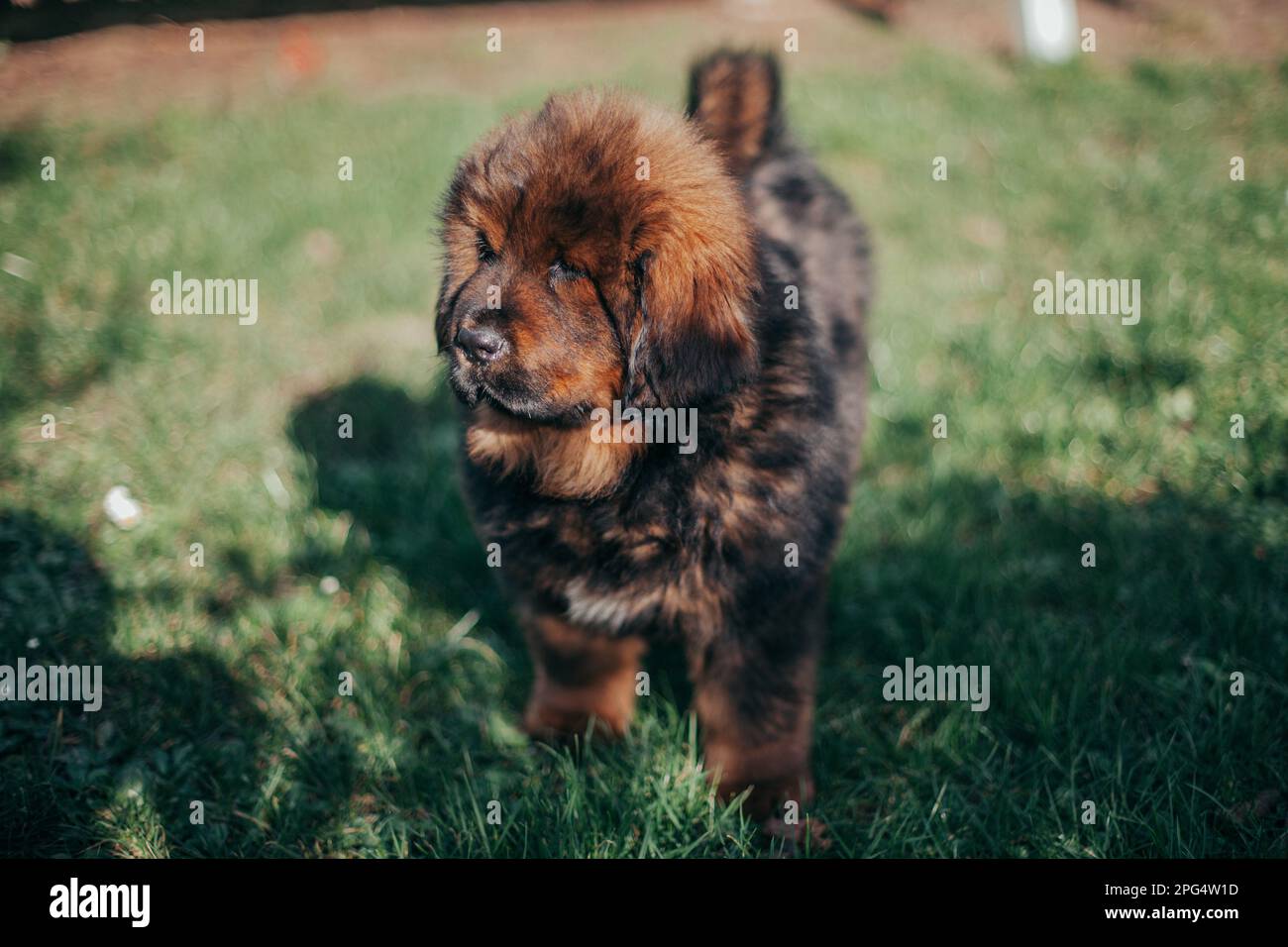 Red tibetan mastiff puppy hi-res stock photography and images - Alamy