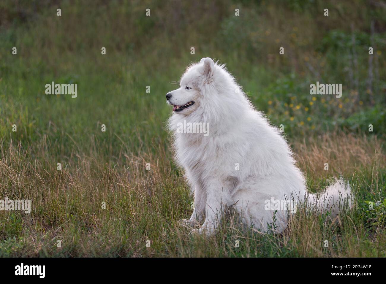White, funny fluffy Samoyed dog in nature in green grass. Traveling ...