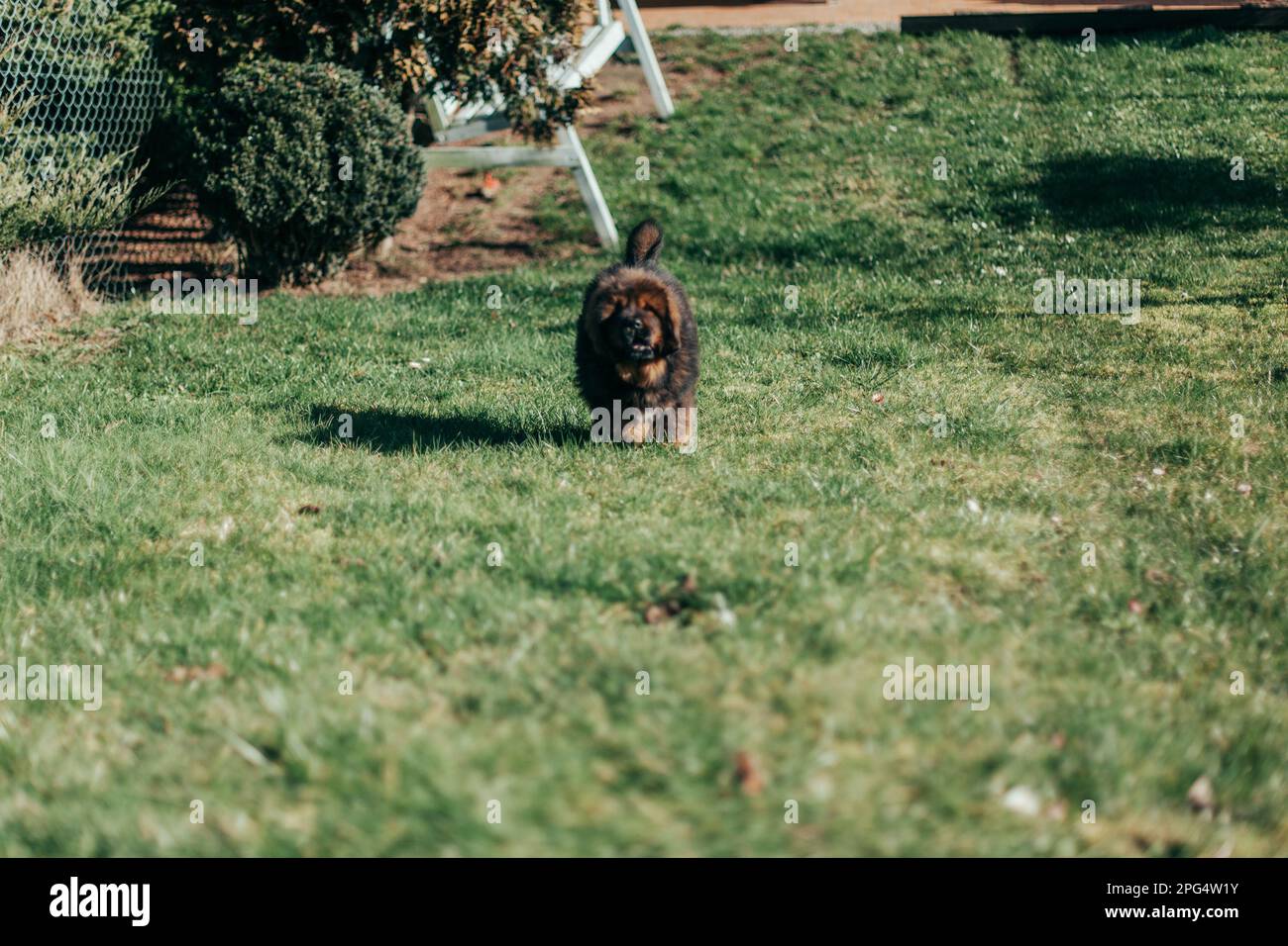 Red tibetan mastiff puppy hi-res stock photography and images - Alamy