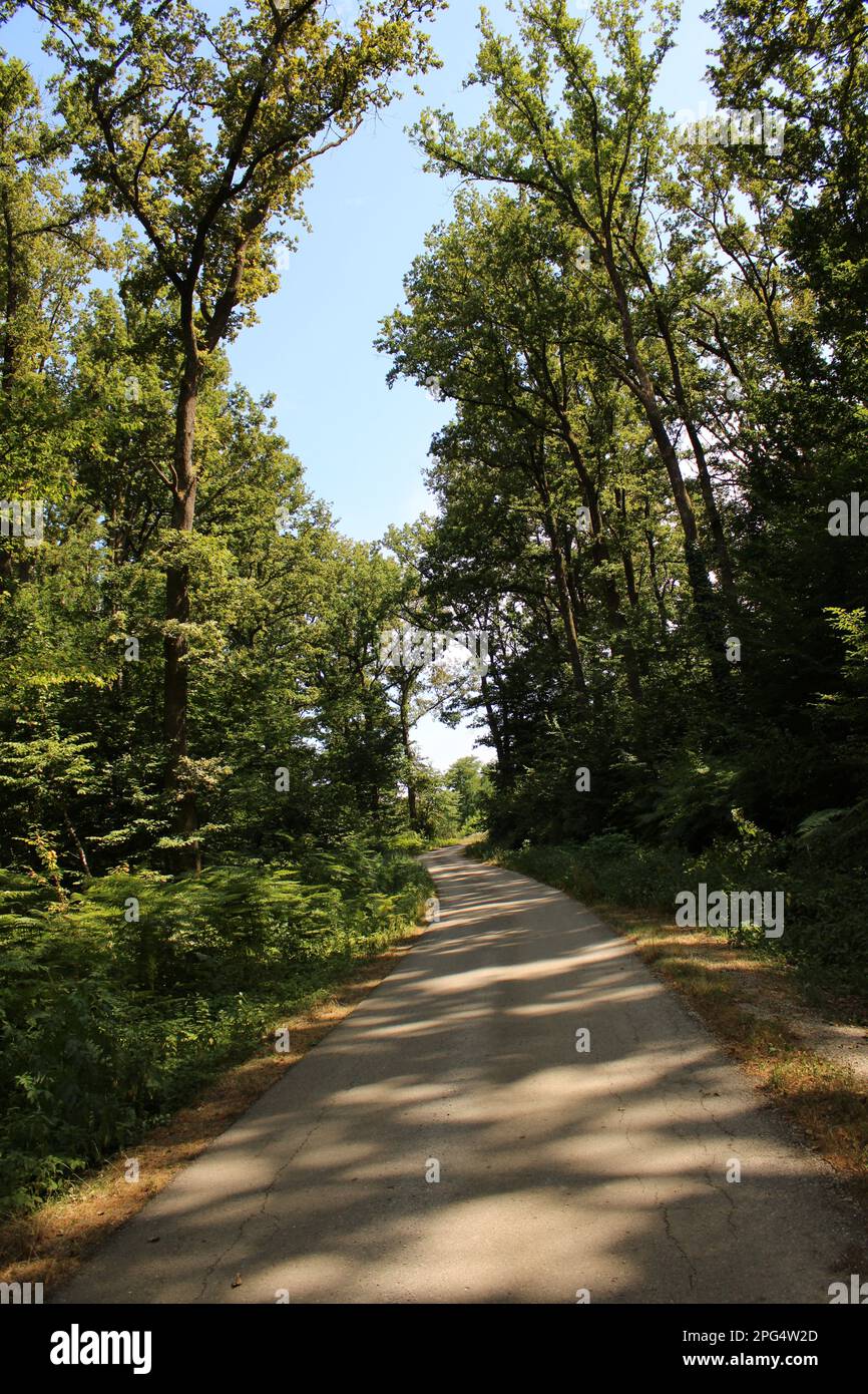An idyllic dirt road winds through a picturesque landscape of tall trees, their leafy green ...