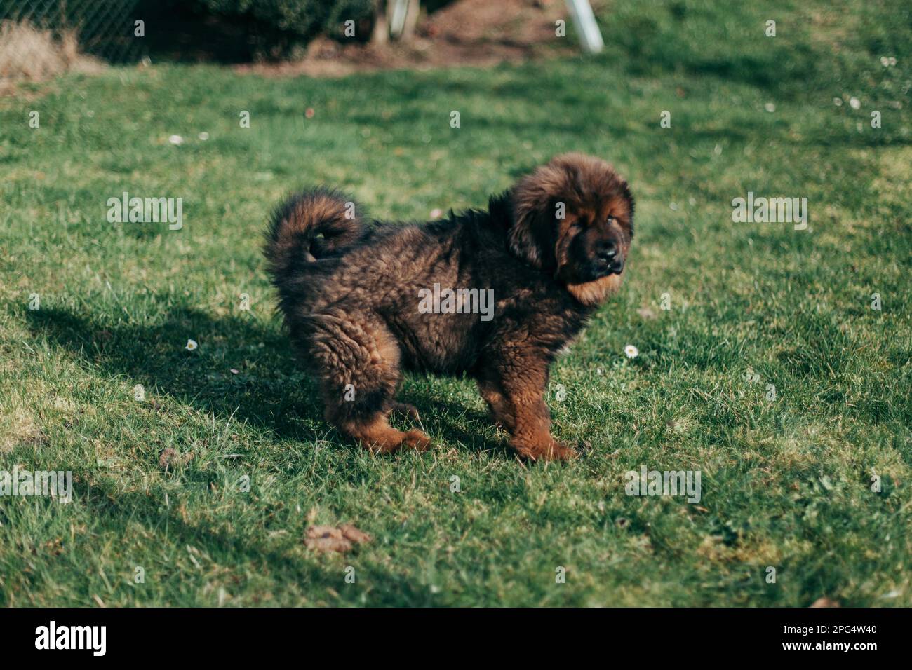 Red tibetan mastiff puppy hi-res stock photography and images - Alamy