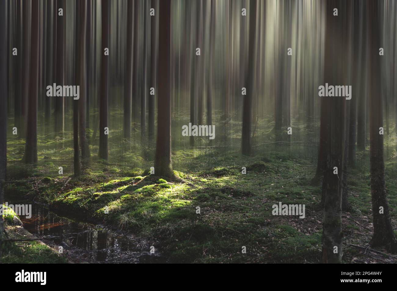 Abstract photograph of forest hi-res stock photography and images - Alamy