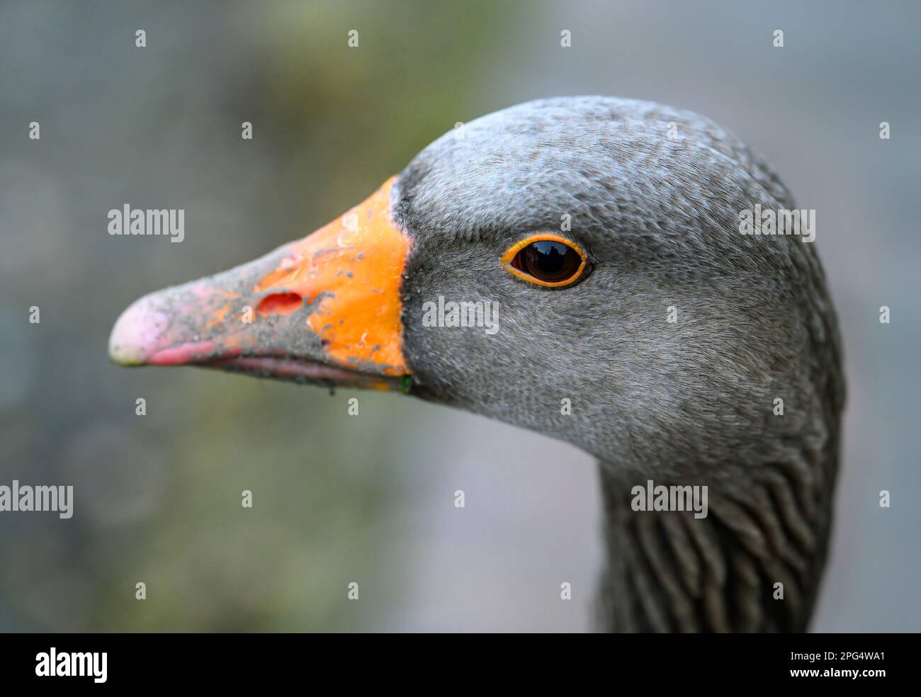 Greylag goose looking left. Close up portrait of the grey head of the ...