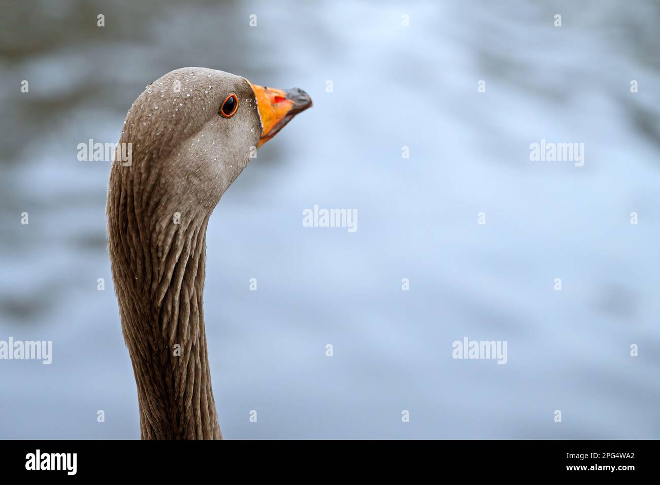 Greylag goose looking right. Close up portrait of the head and neck of ...