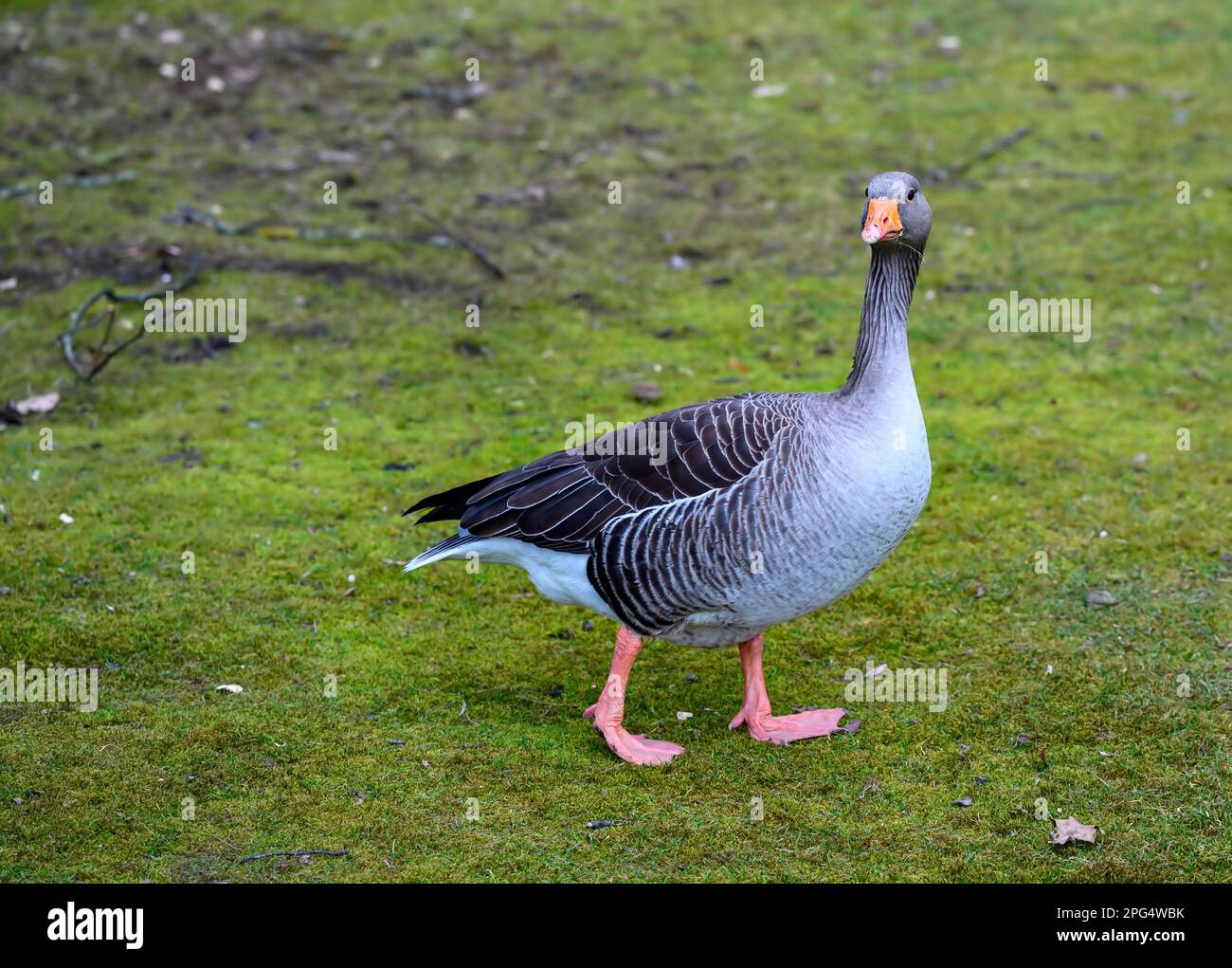 Greylag goose walking across the grass. The bird is looking at the ...