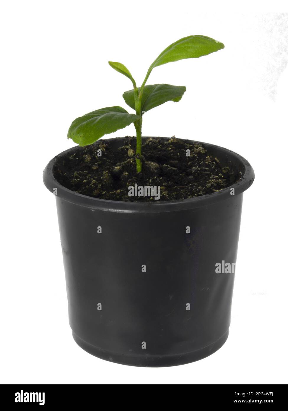 A small lemon tree in a pot is grown from a seed. A plant in a pot on a ...