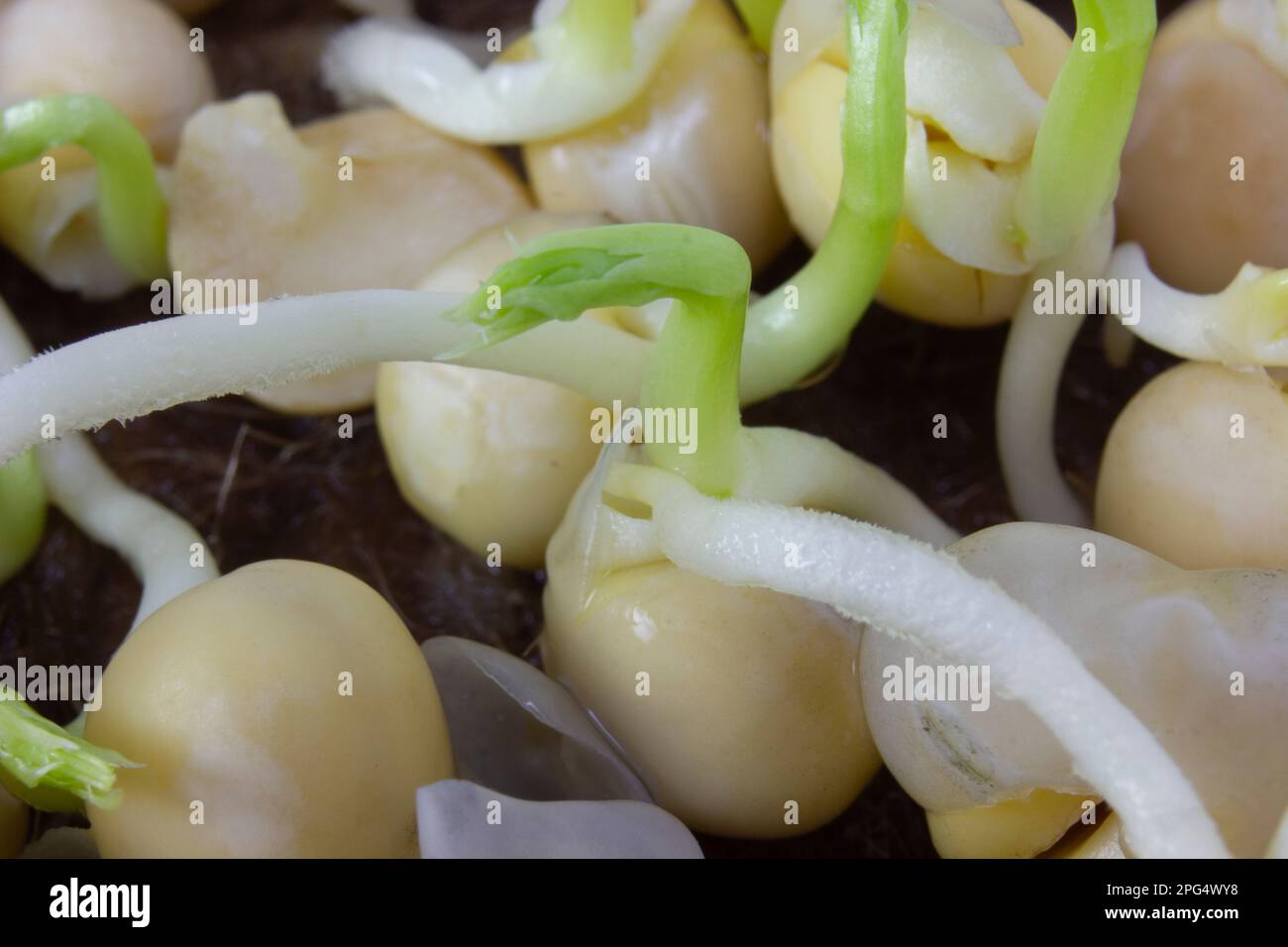A young pea sprout sprouted from a seed. Microgreen close-up. Concept ...