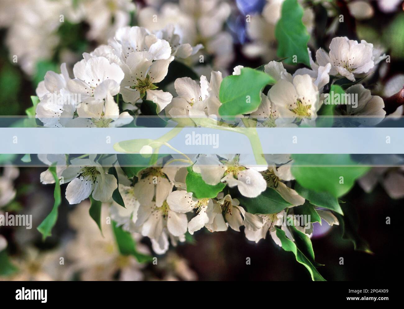 Represents rebirth hi-res stock photography and images - Alamy