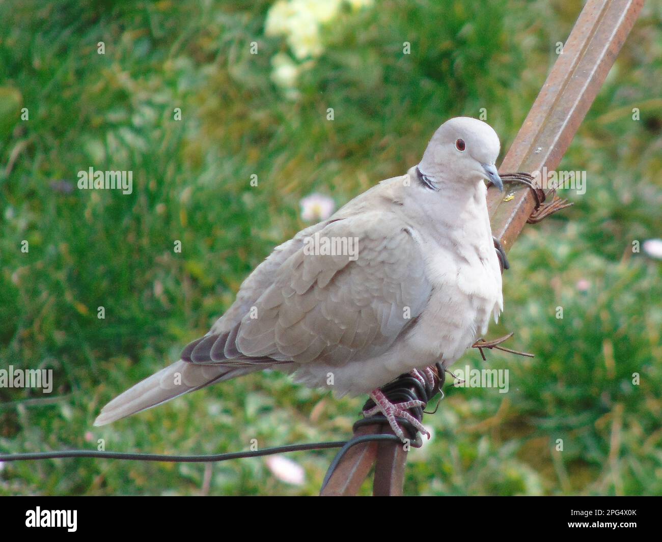 Eurasian collared dove (Streptopelia decaocto) in Romania Stock Photo ...