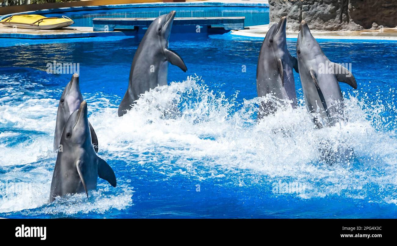 Dolphins swimming in pool hi-res stock photography and images - Alamy