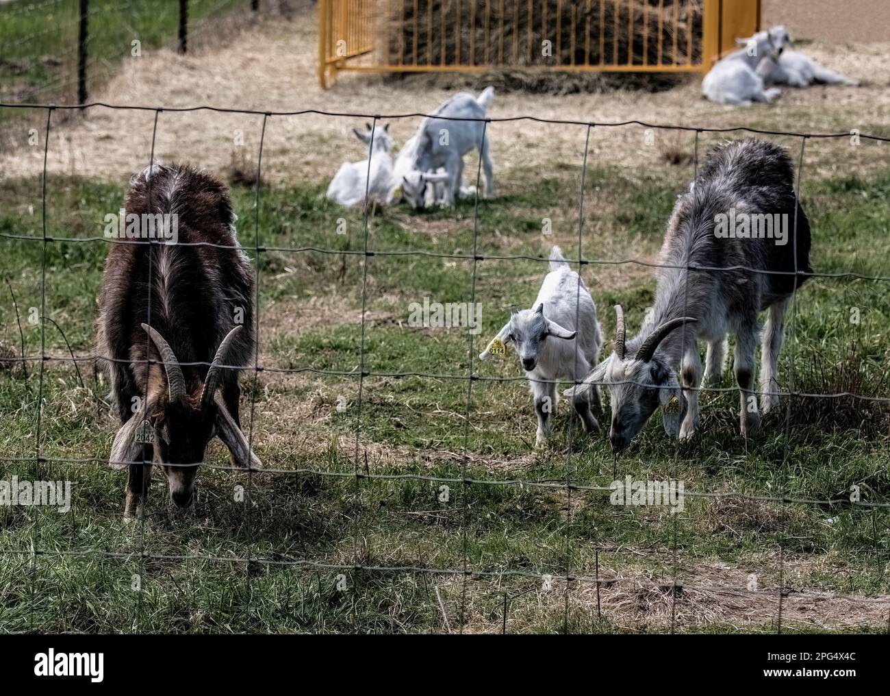 Goats on a rural country farm during the spring near Cambridge ...