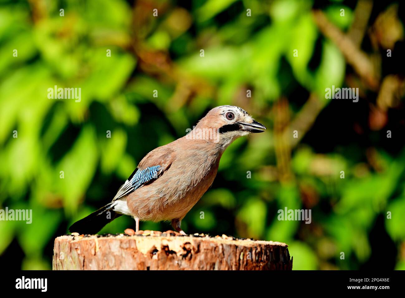 Blue jay birds hi-res stock photography and images - Alamy