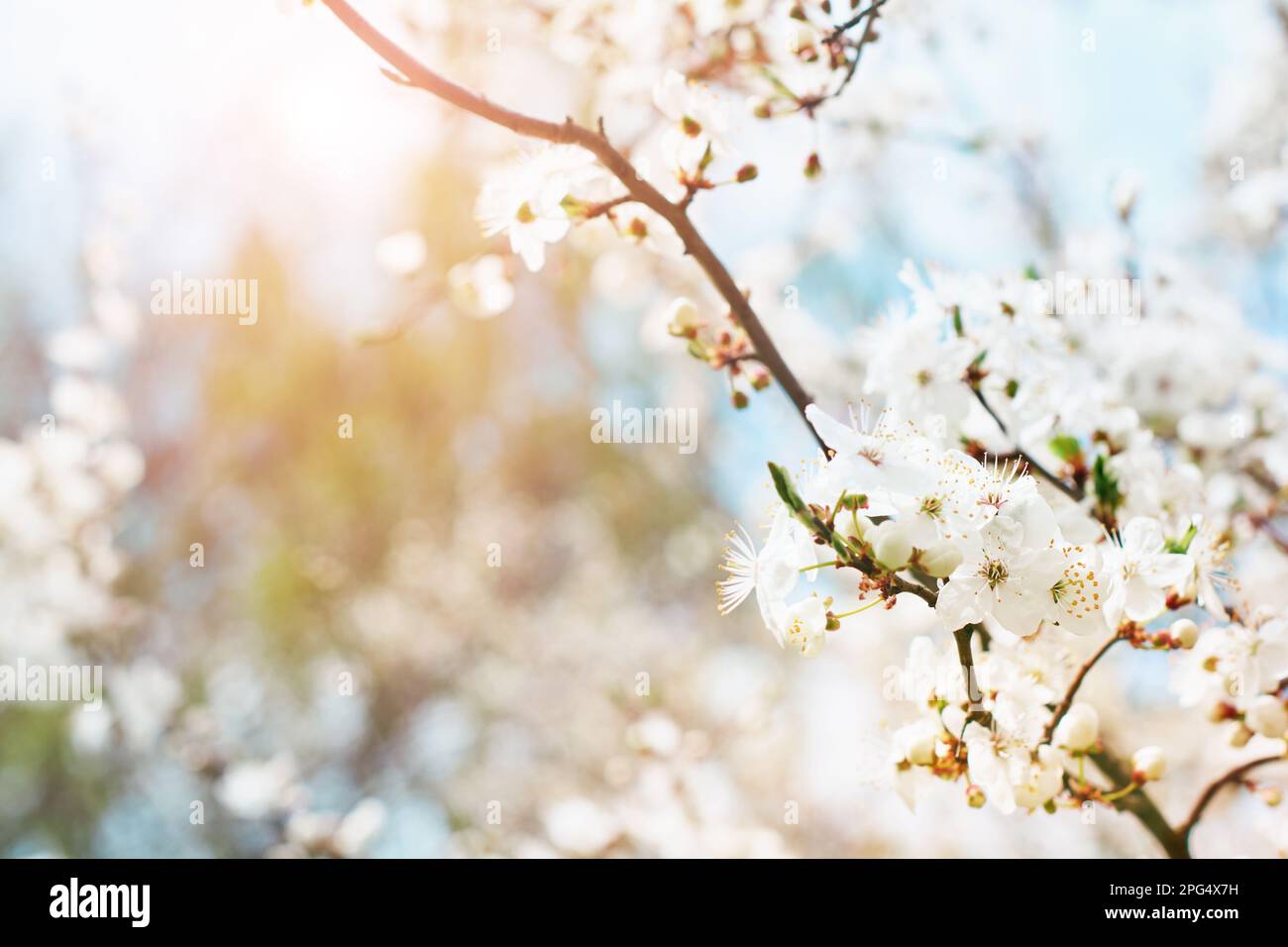 Spring Cherry Blossom. Abstract background of macro cherry blossom tree ...
