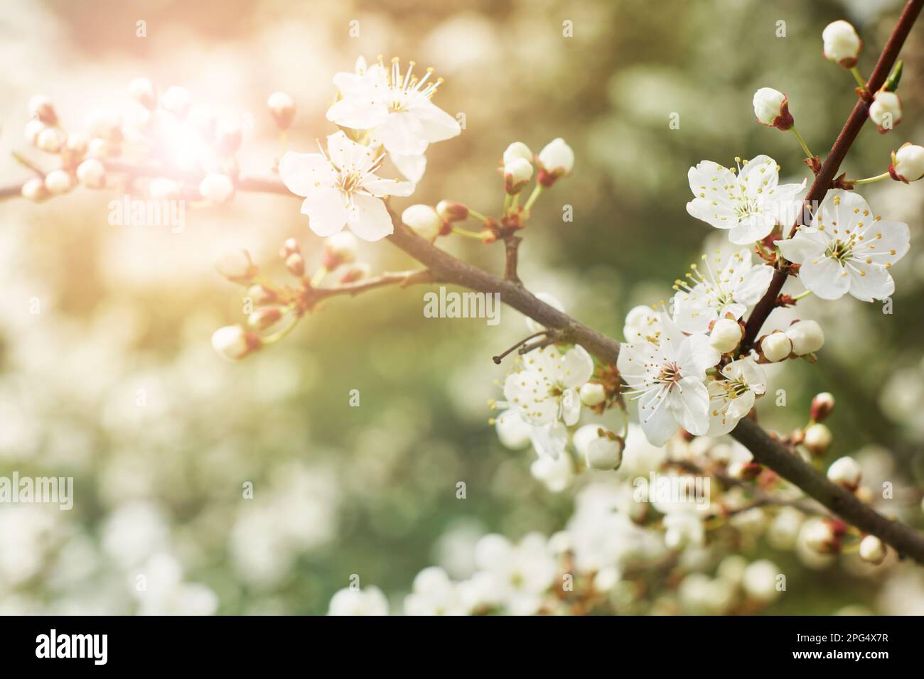 Spring Cherry Blossom. Abstract background of macro cherry blossom tree ...