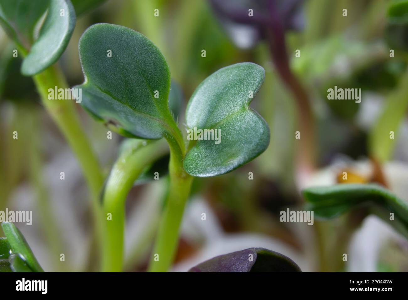 Radish leaves close-up. Microgreens in a tray Stock Photo - Alamy