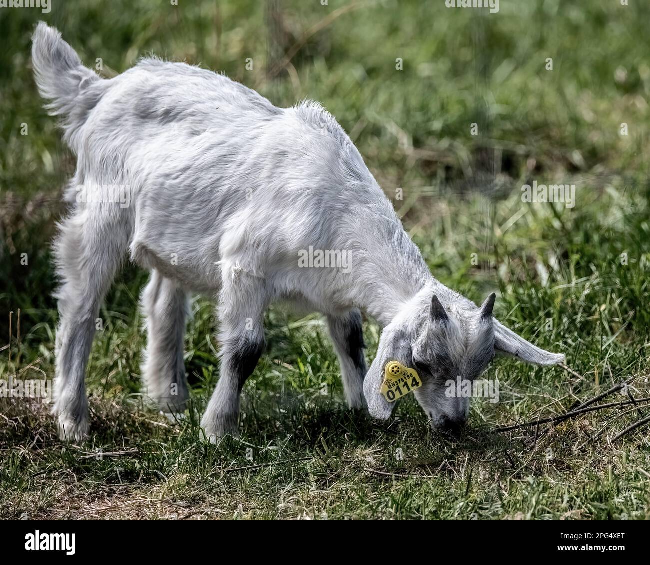 Kid goat hi-res stock photography and images - Alamy
