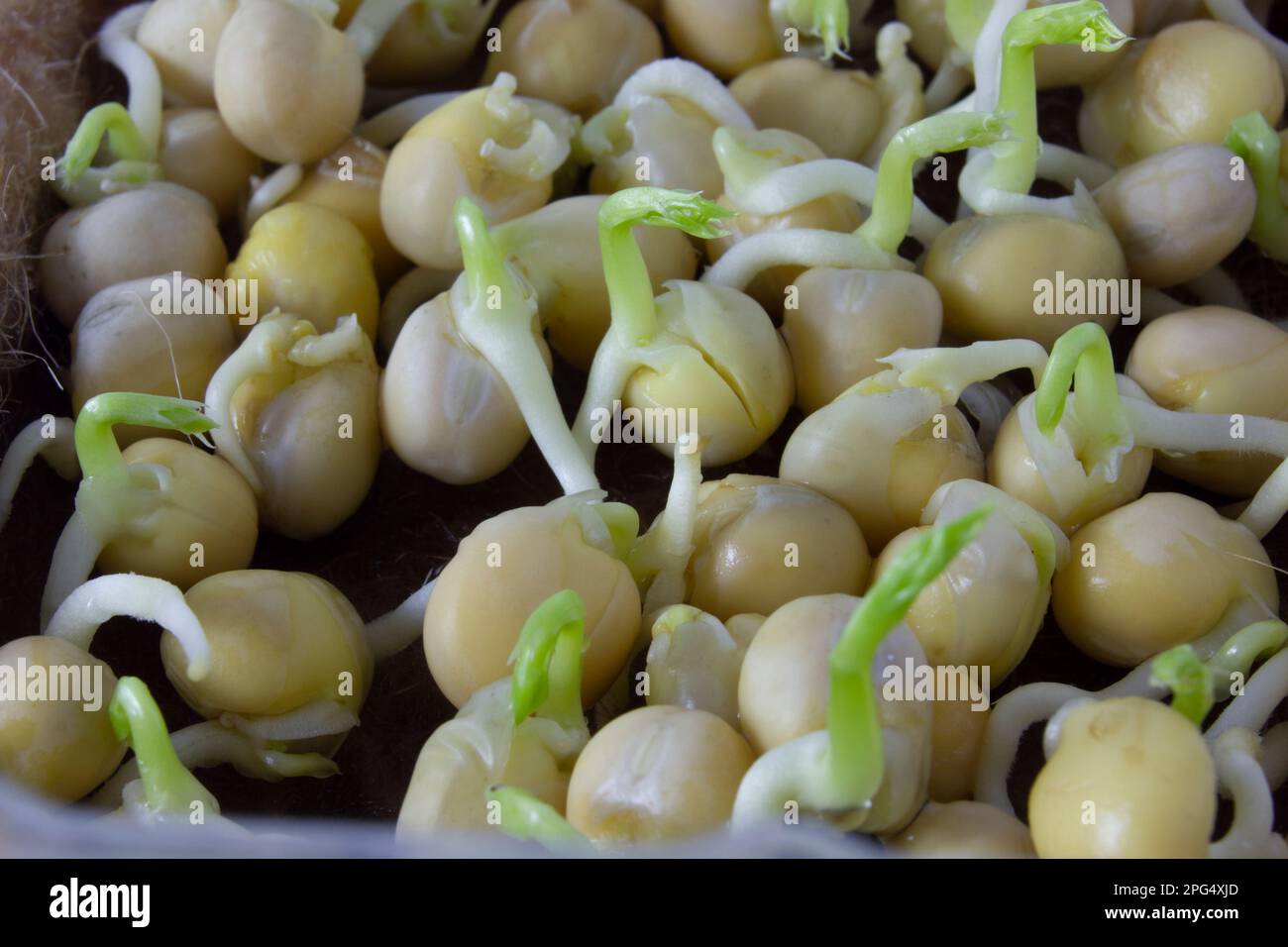 Close-up of sprouted pea seeds with green sprouts. Seed germination for ...