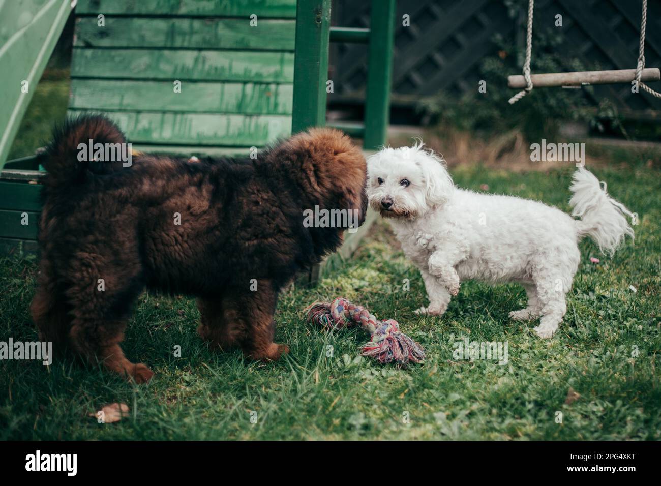 Red tibetan mastiff puppy hi-res stock photography and images - Alamy