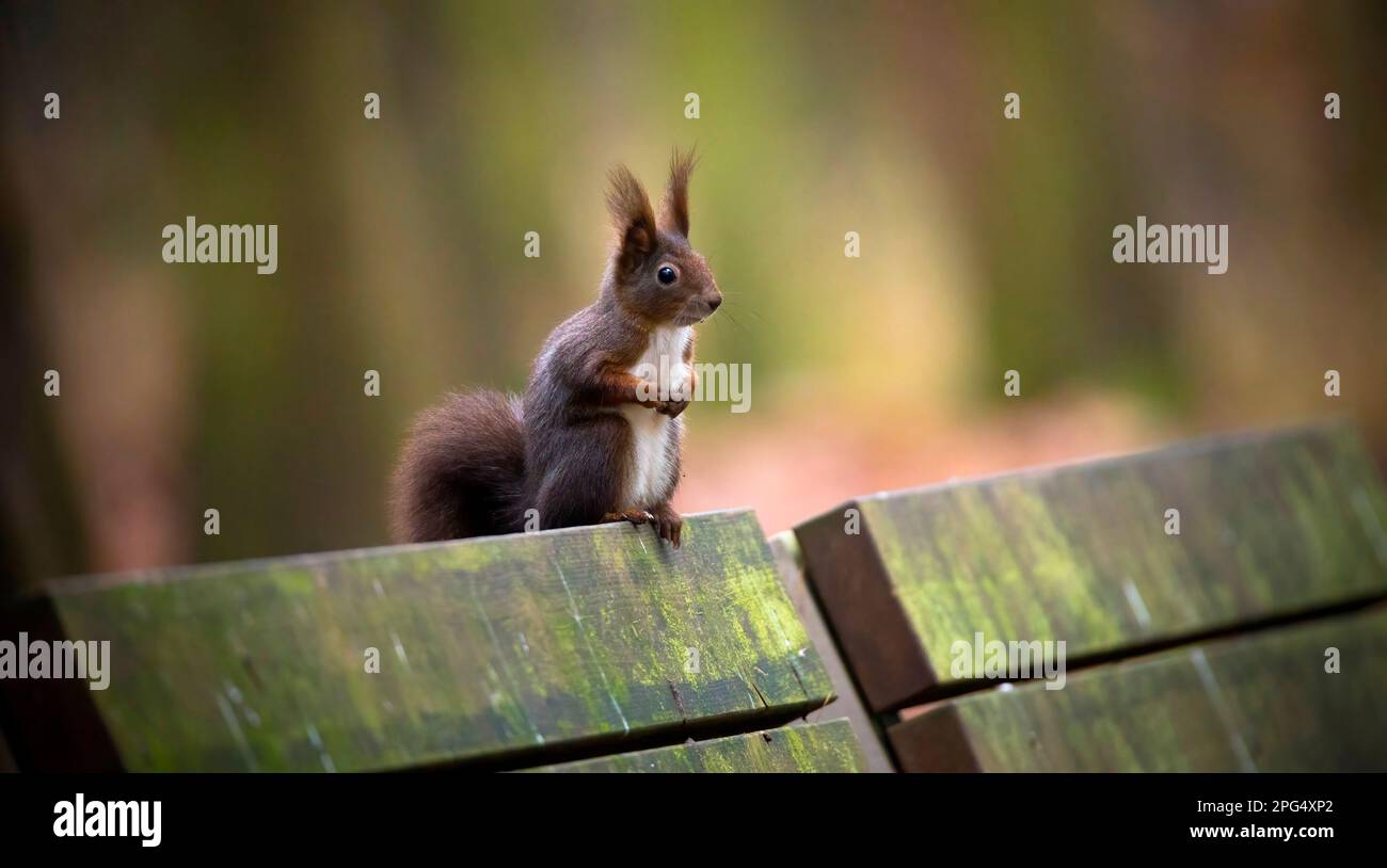 Beautiful squirrel sitting on a bench and observes, the bets photo ...