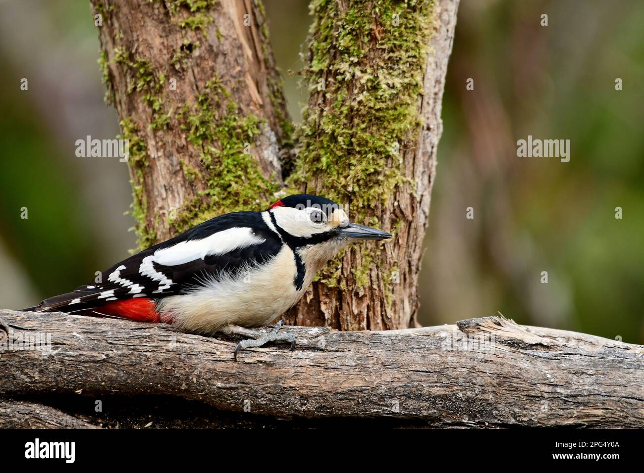 White woodpeckers hi-res stock photography and images - Alamy