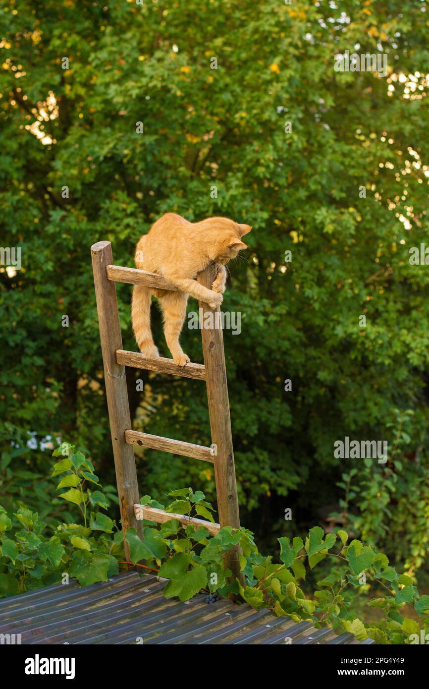 Cat on the ladder Stock Photo - Alamy
