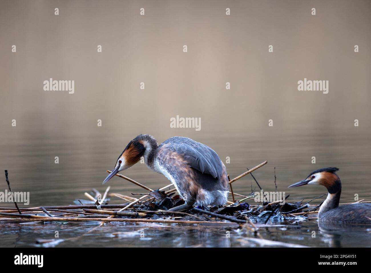 Great Crested Grebes and their nest Stock Photo - Alamy