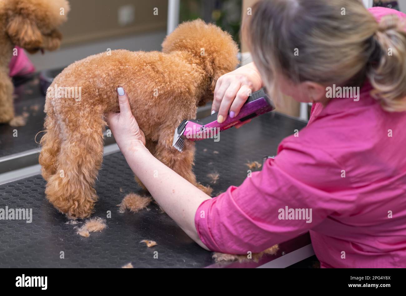 poodle puppy getting a trim with a trimming machine by professional ...