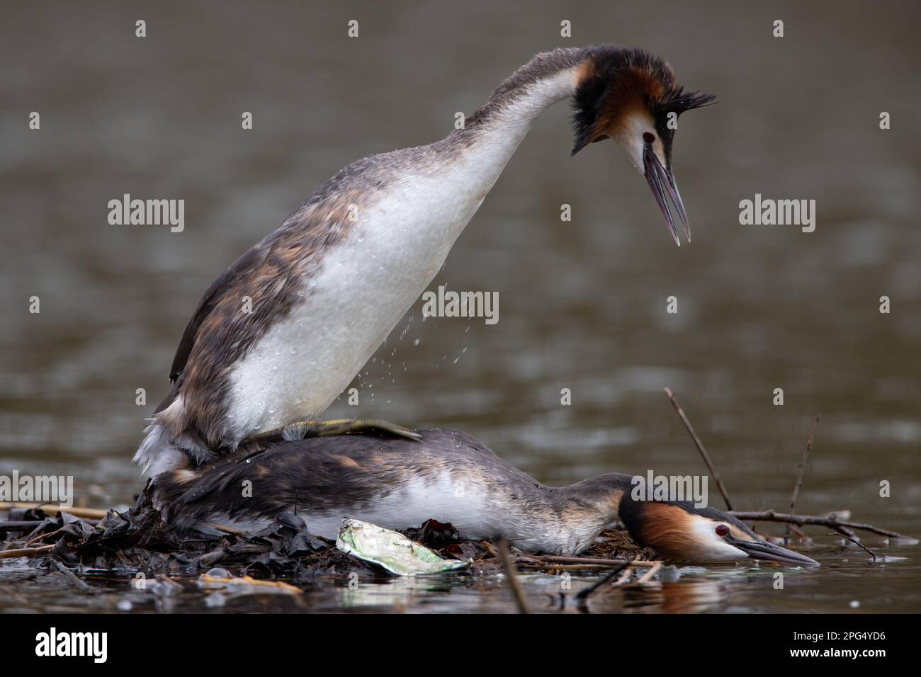 Great Crested Grebes mating Stock Photo - Alamy