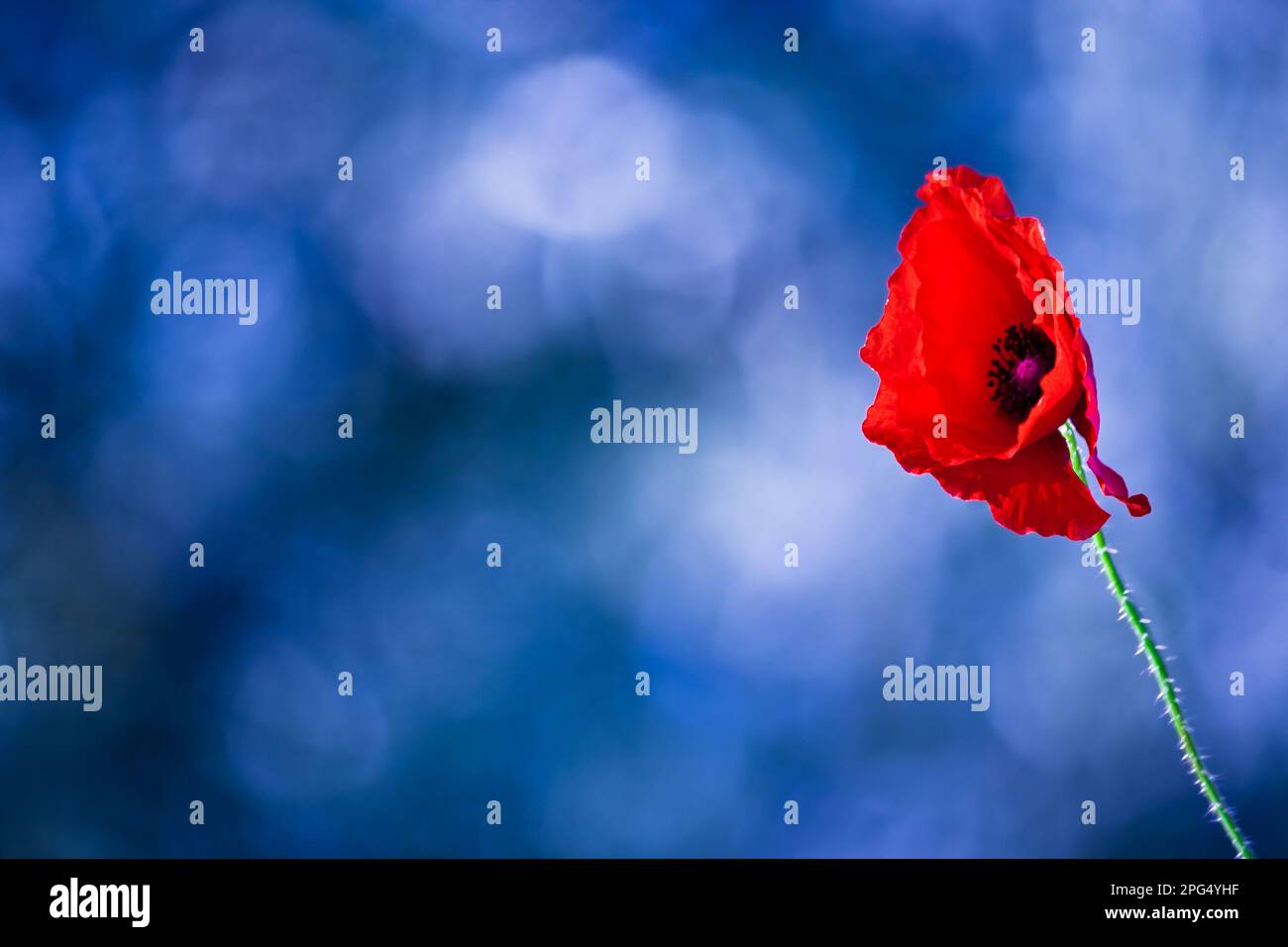 Red poppy flower with a completely blurry background of blue color ...