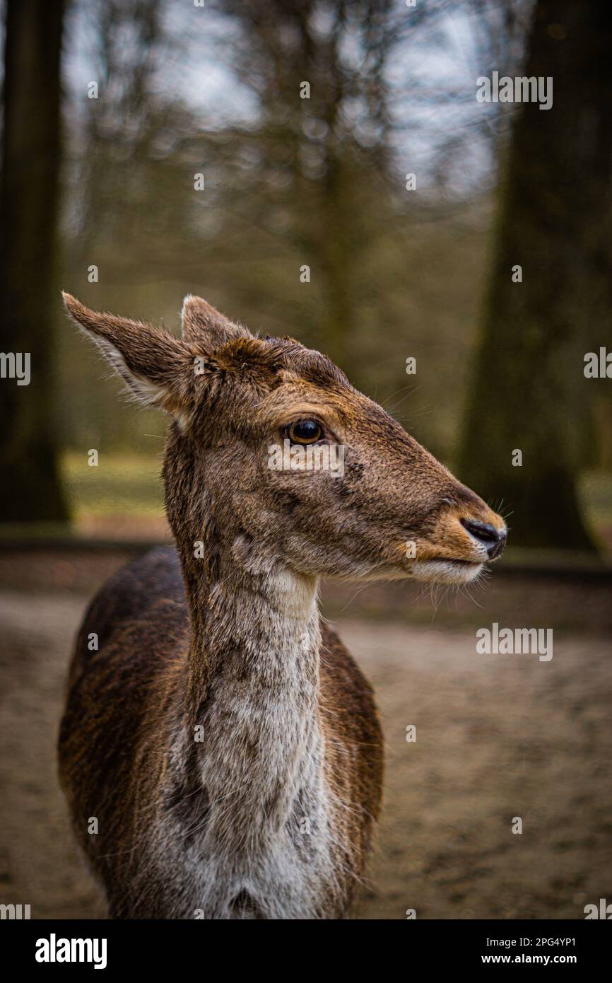 Face of a deer hi-res stock photography and images - Alamy